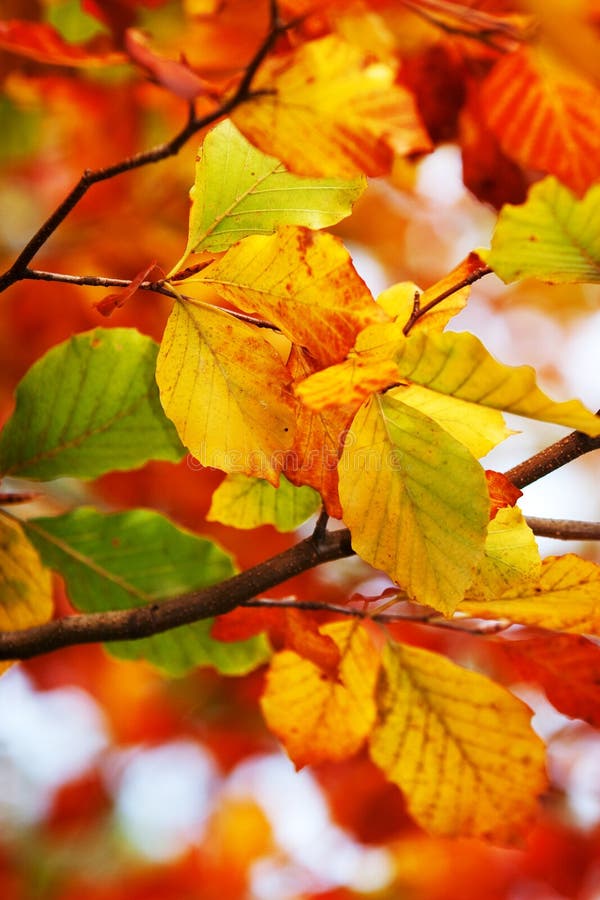 Fall leaves stock photo. Image of rusty, changing, branch - 45951722