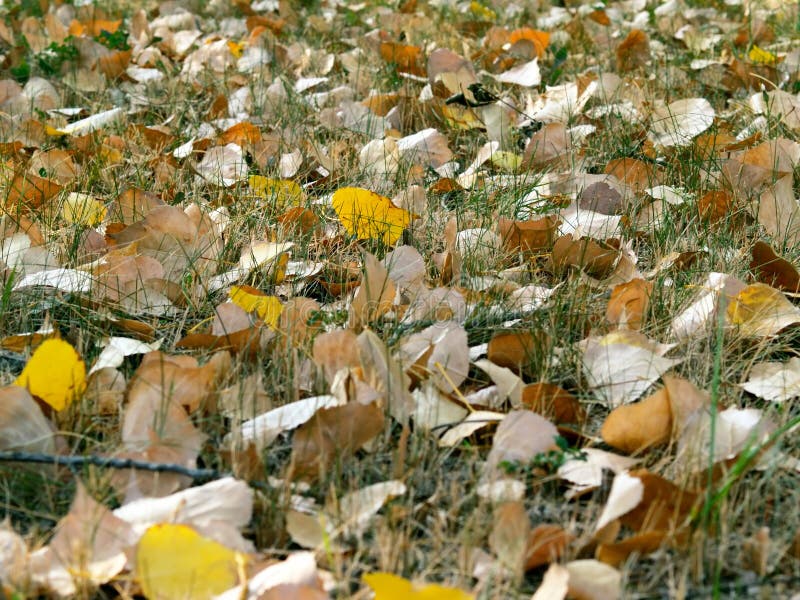 Frost on the grass stock image. Image of outdoor, grass - 23228993