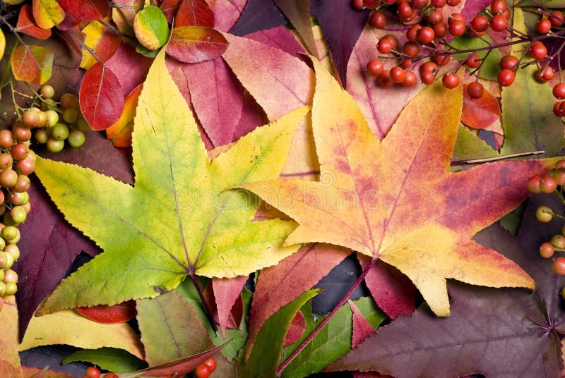 Autumn Leaves 2 stock image. Image of season, heart, leaves - 1424105