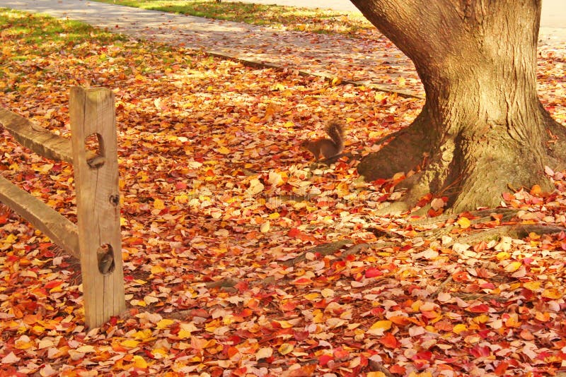 Autumn leaves -2 stock photo. Image of season, leaf, trees - 23938042