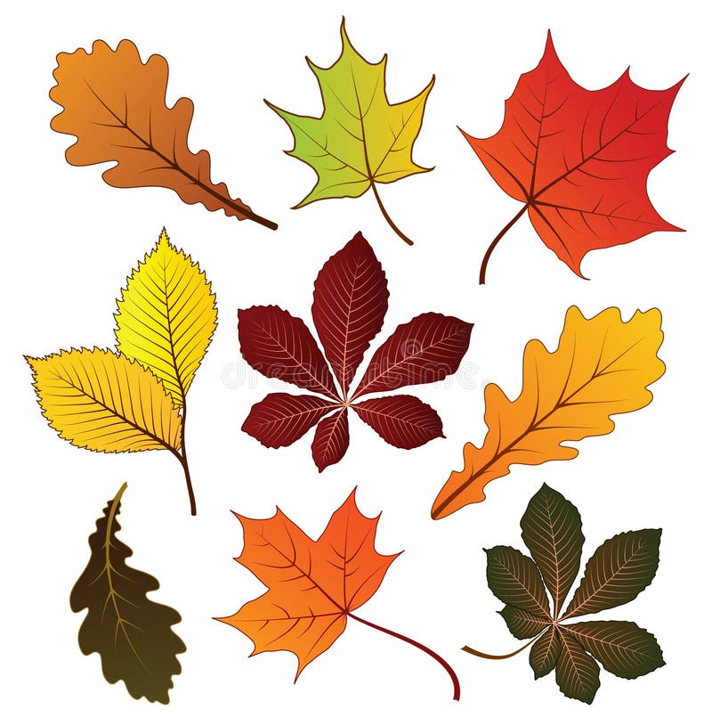 Vector Illustration Set of 19 Autumn Leaves. Stock Vector ...