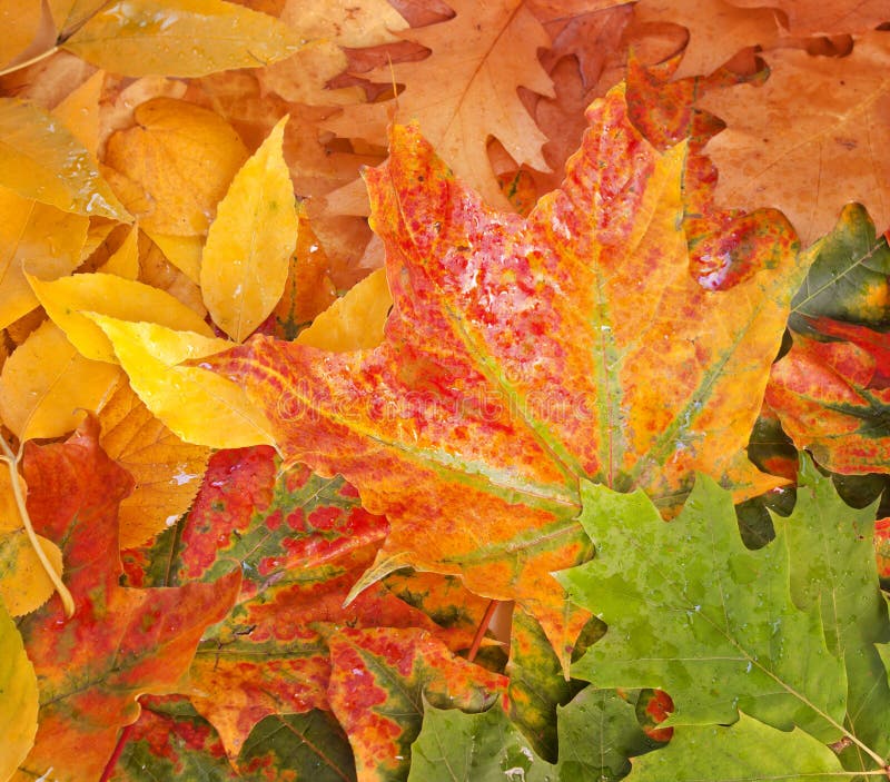 Maple Leaves Mixed Fall Colors Background Stock Photo - Image of ...