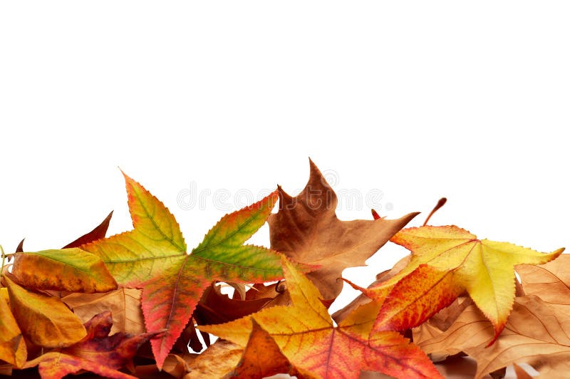 Autumn Falling Leaves stock photo. Image of autumn, outdoors - 6719722