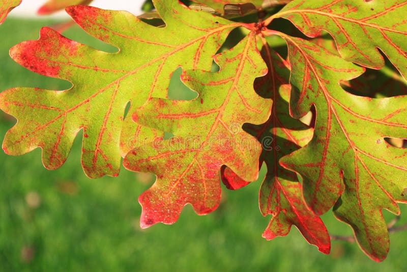 Autumn Oak Leaves stock image. Image of foliage, seasonal - 21716635