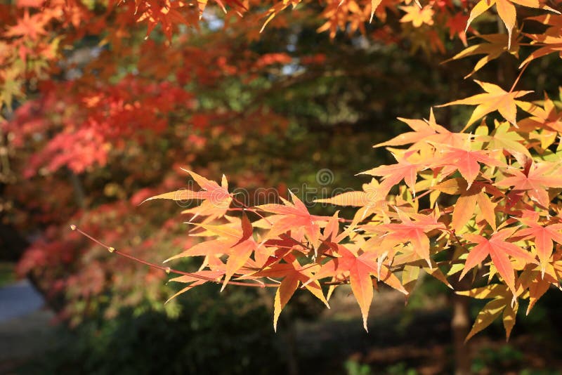 Colorful Autumn Red Acer Palmatum Leaves in Park Stock Image - Image of ...