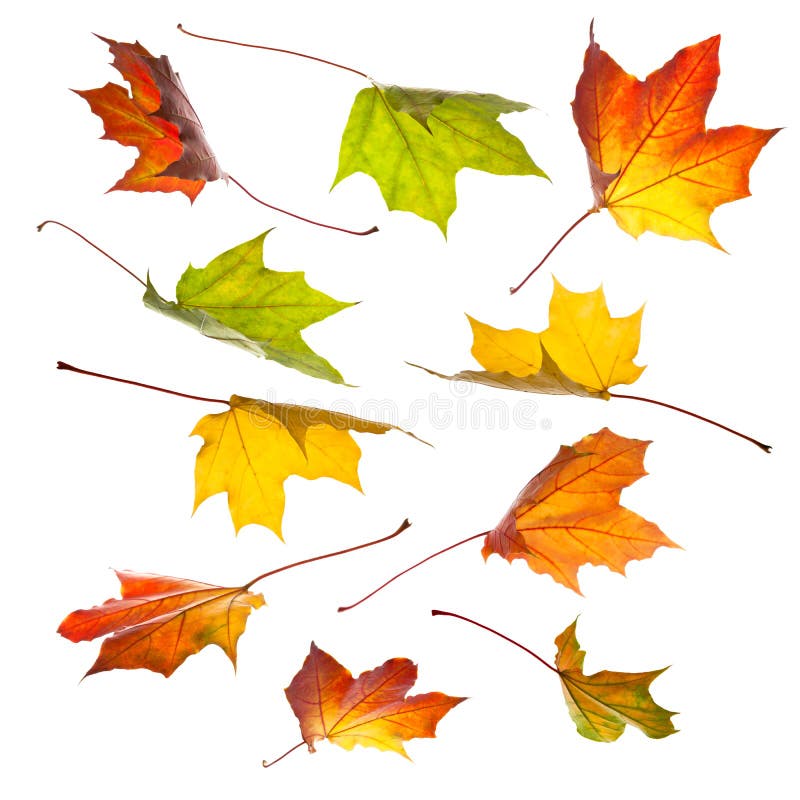 Autumn Maple Leaves Falling Down Stock Image - Image of variation ...