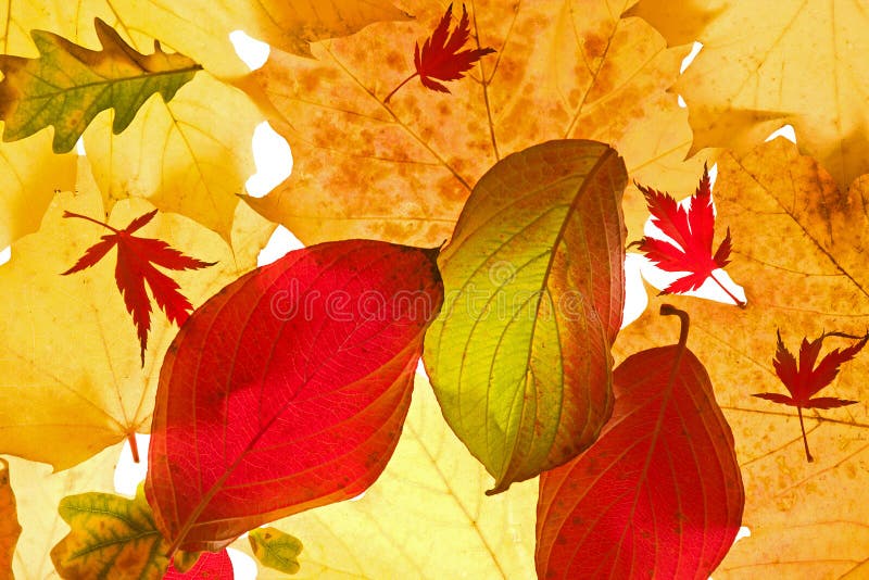 Magical fall bouquet stock image. Image of glow, magical - 26922893