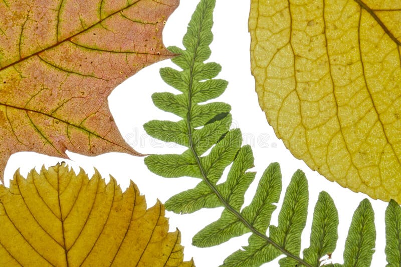 Autumn leaves stock photo. Image of september, leaves - 27155290