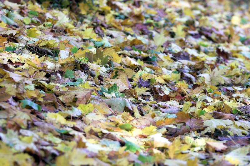 Autumn leaves stock photo. Image of rustle, leaves, forest - 302702