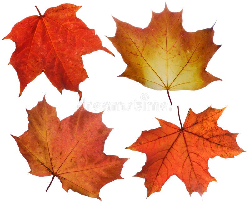 Falling Maple Leaves stock photo. Image of nature, fall - 11038192