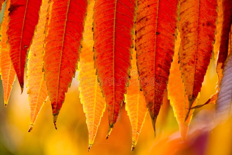 Warm Autumn Background stock image. Image of warm, foliage - 103424683