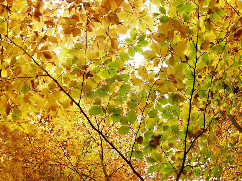 Fall leaves stock photo. Image of background, botanic, element - 411116