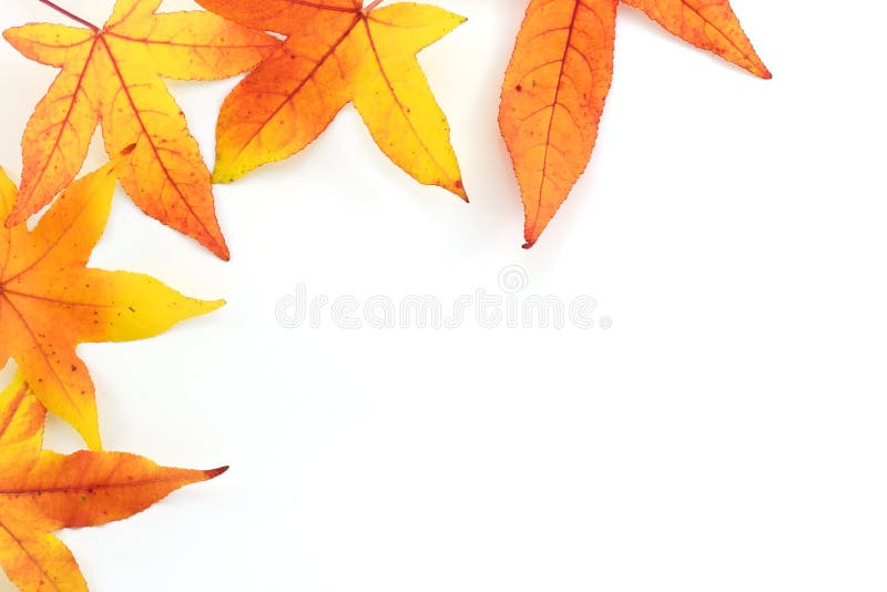 Fall Leaves Corner stock photo. Image of nature, plant - 6943252