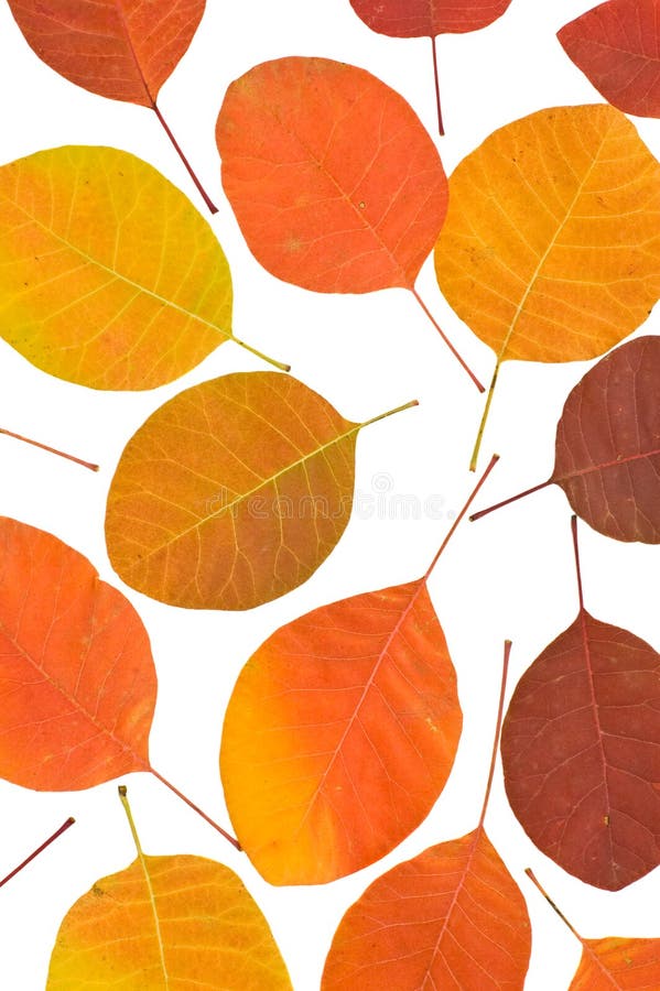 Translucent leaves stock image. Image of white, vein, overlap - 3133139