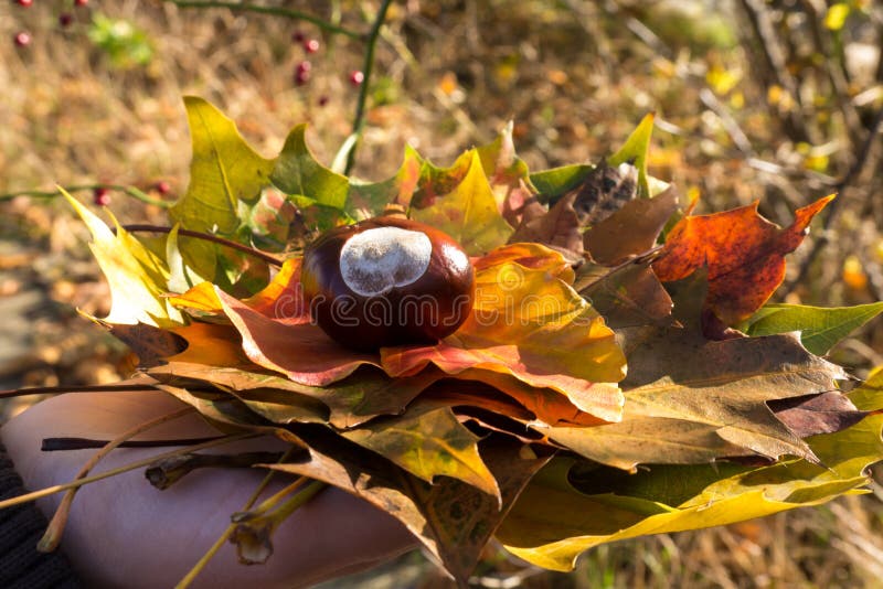 Autumn leaves stock image. Image of nature, repose, holding - 37698975