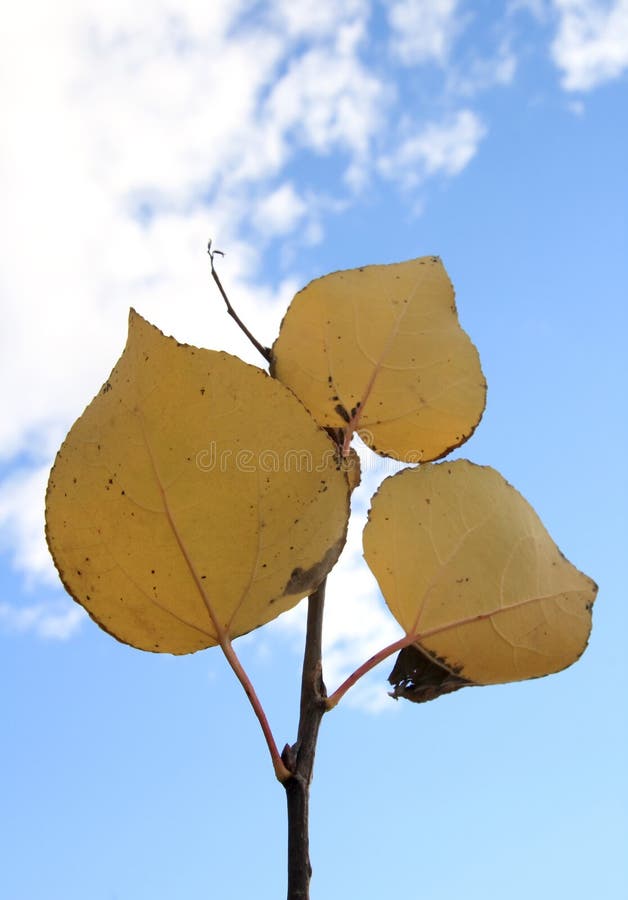 Autumn Leaves stock photo. Image of shade, autumn, rustic - 4338306