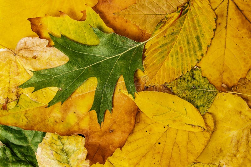 Autumn Leaves image stock. Image du élément, normal, variation - 44640229