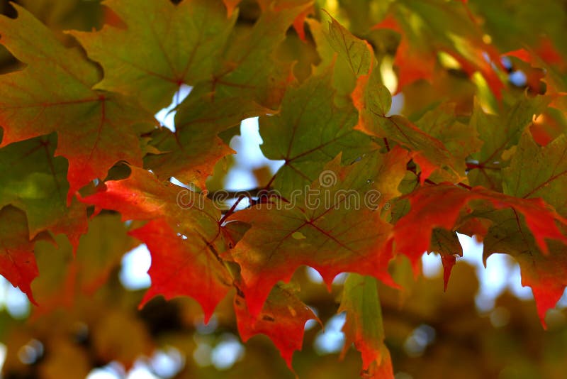 Autumn leaves stock photo. Image of autumn, trees, green - 47464