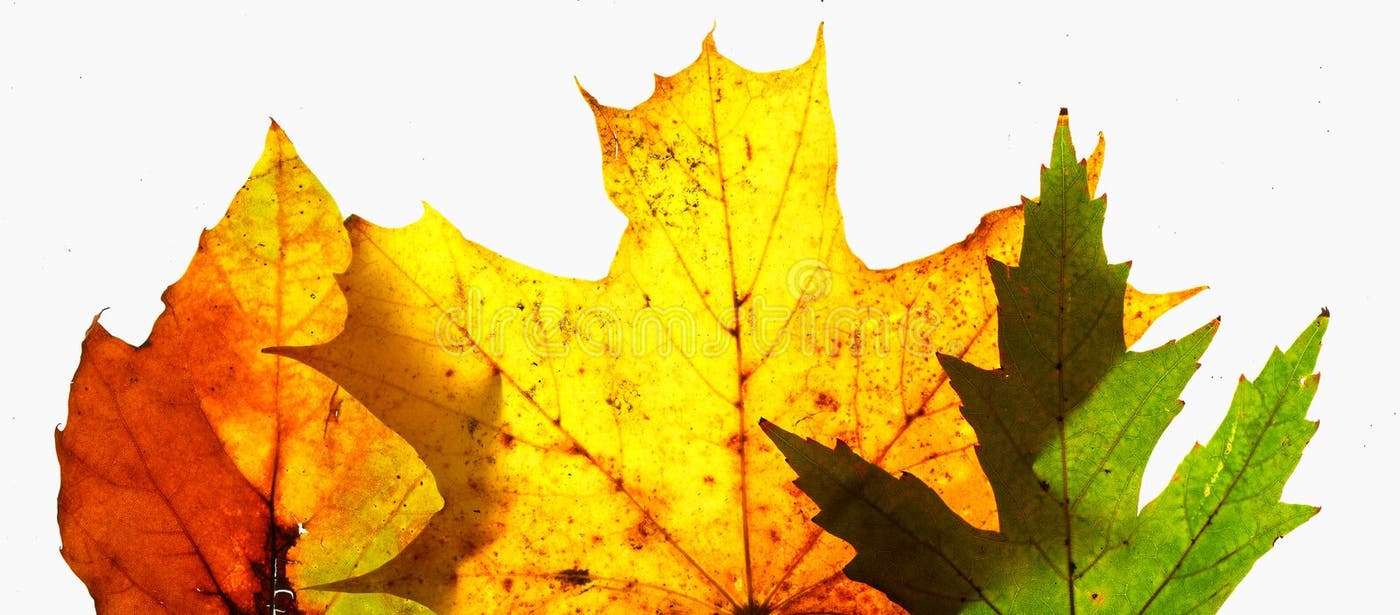 4,709 Fall Leaves Desktop Photos Stock Photos - Free & Royalty-Free ...