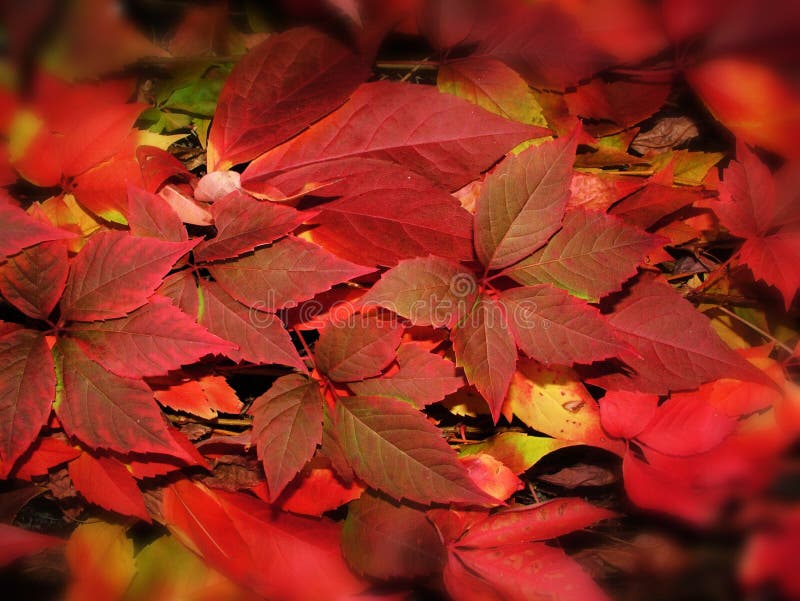 Maple Leaves Mixed Fall Colors Background 2 Stock Image - Image of ...