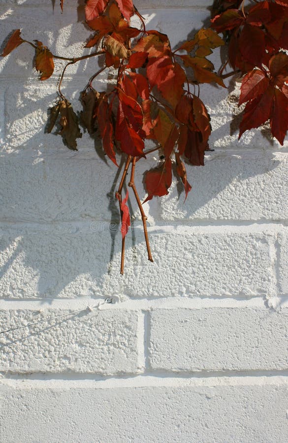 Autumn Leaves stock photo. Image of leaves, moody, shadows - 6705068