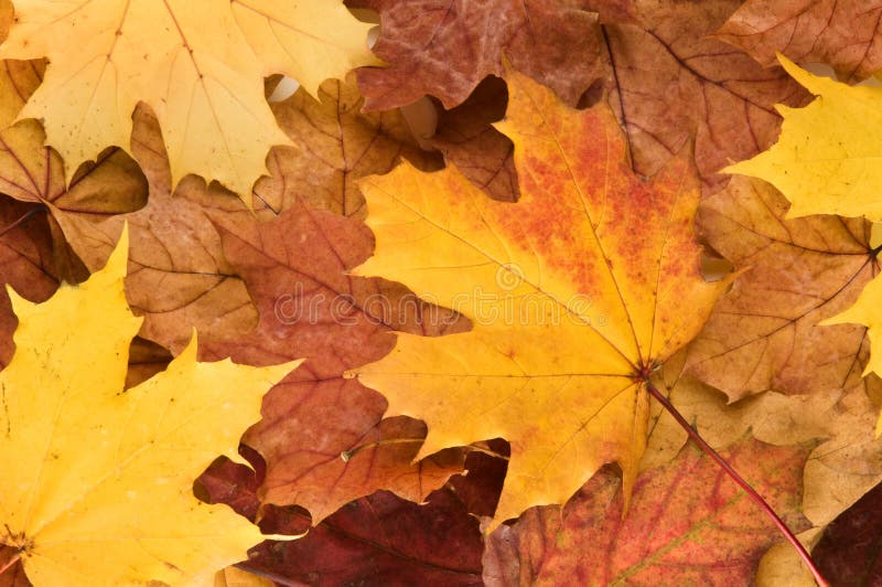 Autumn leaves stock photo. Image of brown, yellow, fall - 6796760