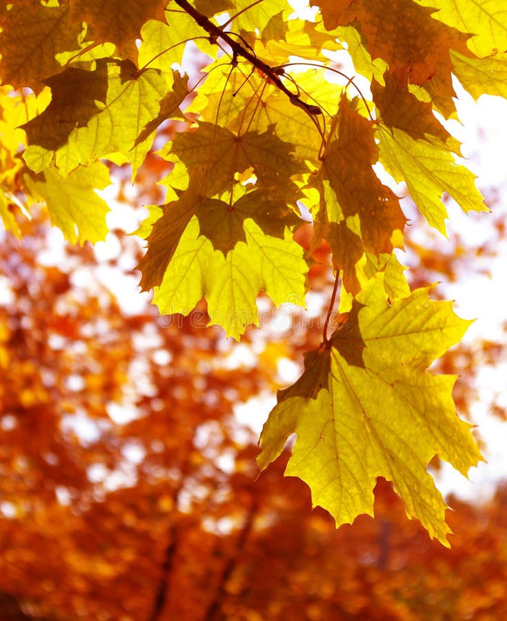Autumn leaves are falling. stock photo. Image of group - 85398664