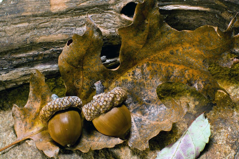 Autumn Leaves with acorn stock image. Image of fall, colored - 16643157