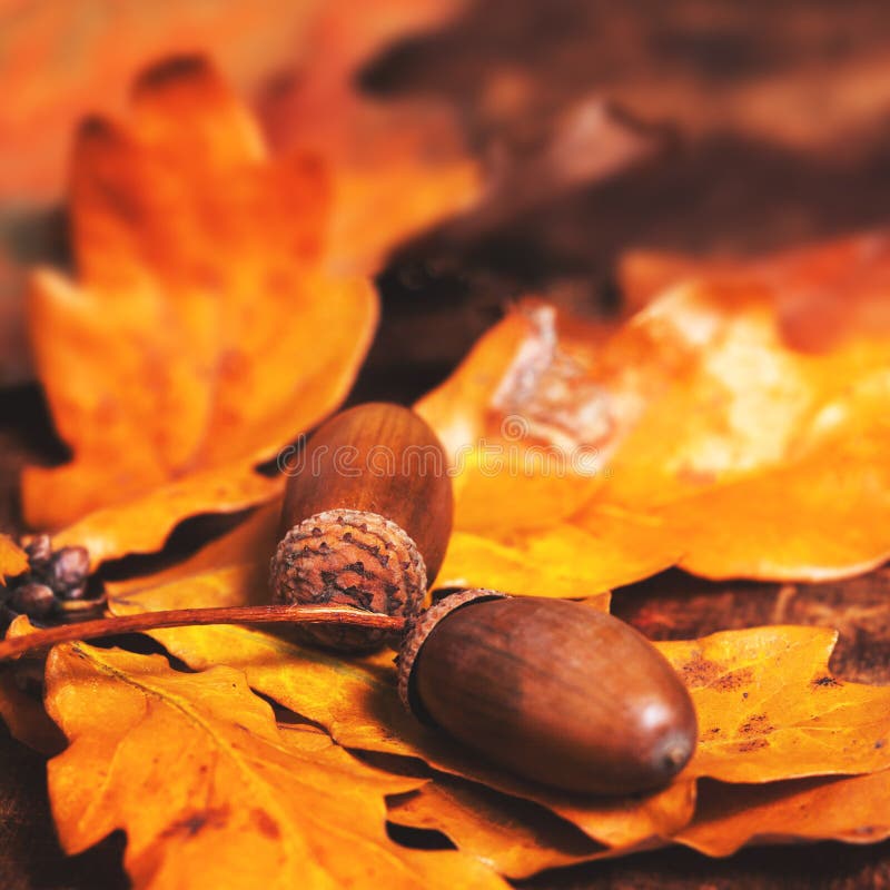 Autumn Leaves with Acorns Over Wooden Background with Empty Copy Stock ...