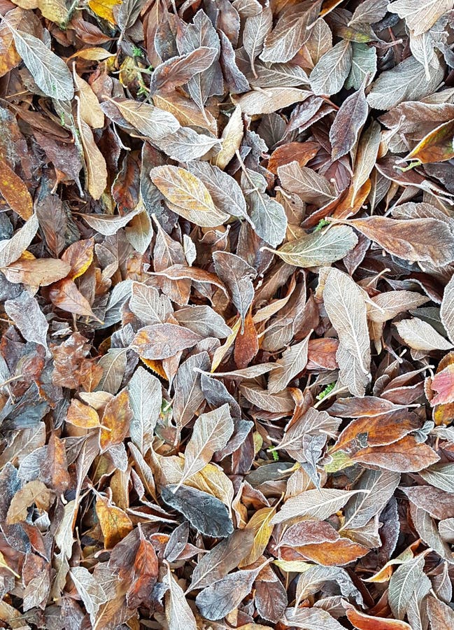 Autumn leaves again fall stock image. Image of fall - 184886137