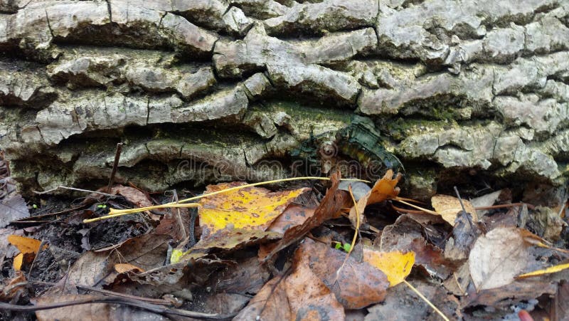 Autumn Leaves Against the Bark of a Tree Stock Photo - Image of ...