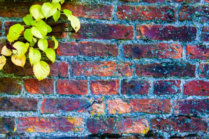 Autumn Leaves Against Red Brick Wall Stock Image - Image of empty ...