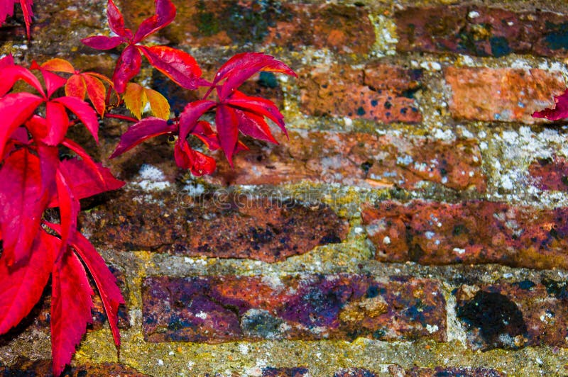 Autumn Leaves Against Red Brick Wall Stock Photo - Image of grungy ...