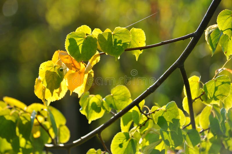 Autumn Leaves of an Alder Tree on a Sunny Day Stock Image - Image of ...