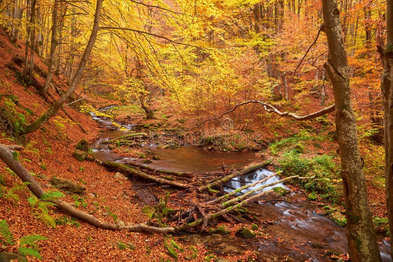 Autumn Leaves Along a Forest Stream. Forest Stream in Autumn Stock ...