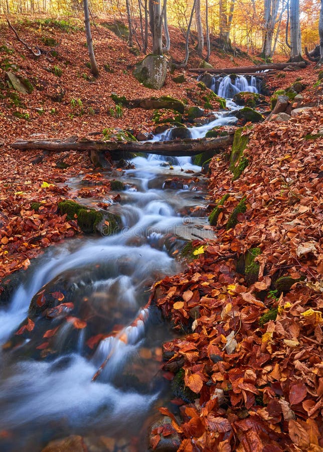 Autumn Leaves Along a Forest Stream. Forest Stream in Autumn Stock ...