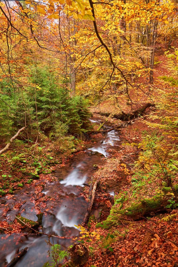 Autumn Leaves Along a Forest Stream. Forest Stream in Autumn Stock ...