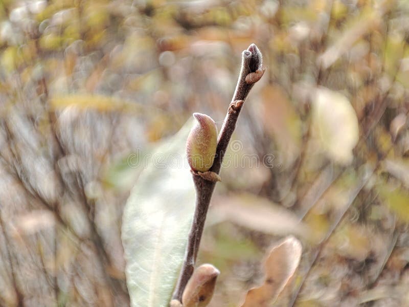 In Autumn, the Leaves are Already Falling Off, and the Tree Has Got the ...