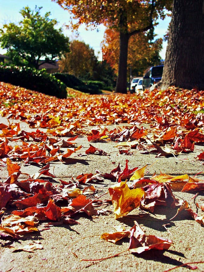 Autumn Leaves, Ant S Perspective Stock Image - Image of autumnal ...