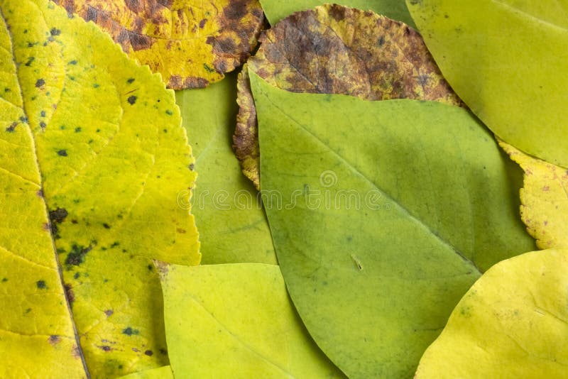 Autumn Leaves of Apple Tree Macro Background Stock Image - Image of ...