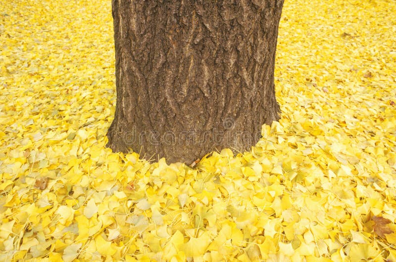 Autumn Leaves Around Trunk of Tree, DE Stock Image - Image of ...