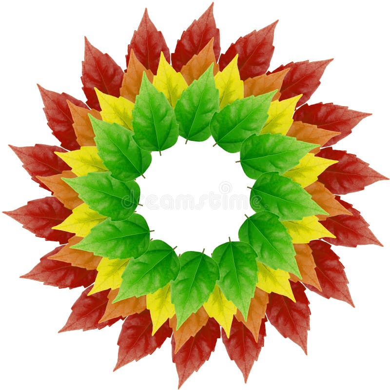 Autumn Leaves Arranged in a Circle on a White Background. Leaves in ...