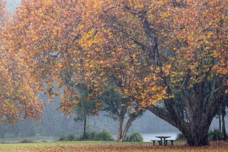 Autumn leaves stock image. Image of leaves, autumn, fall - 217849491