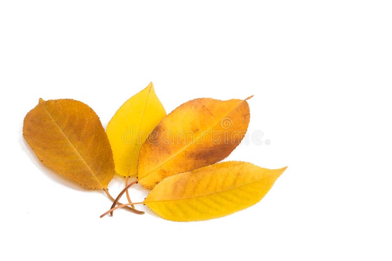 Autumn leaves autumn theme stock image. Image of focus - 80105617