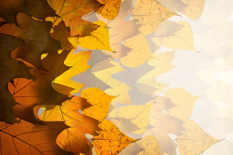 Edyta Linek (Hallgerd) - Photographer profile