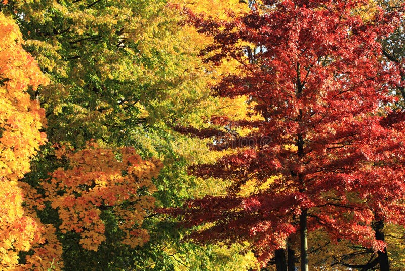 Autumn leaves background stock photo. Image of plant - 72616412