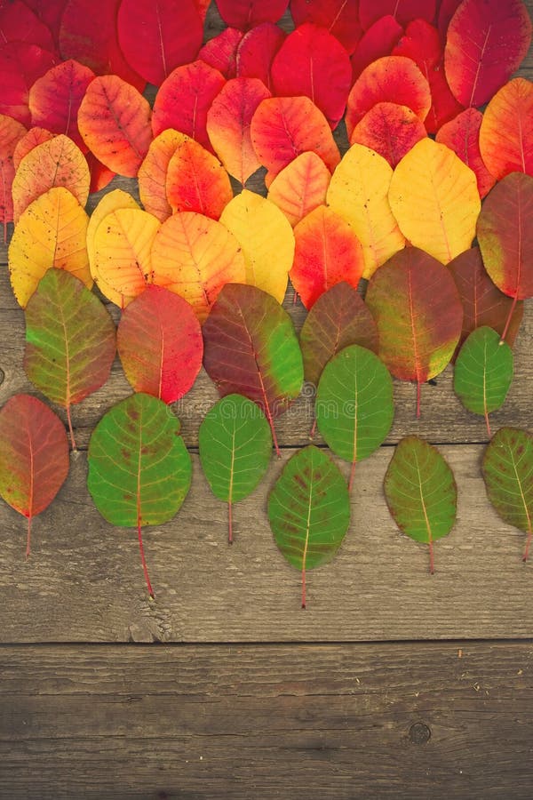 Autumn Leaves , Autumn Background, Colors of Fall on a Wooden Ba Stock ...