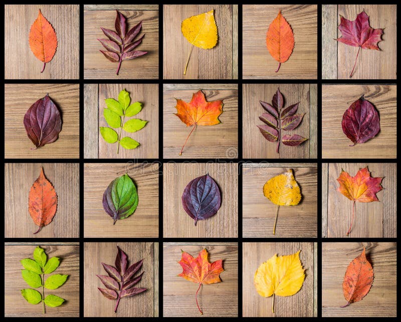 Autumn leaves background stock image. Image of season - 79273179