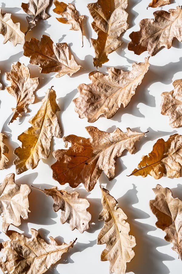 Autumn Leaves Background. Dry Oak Leaves Arranged in Hard Light Stock ...