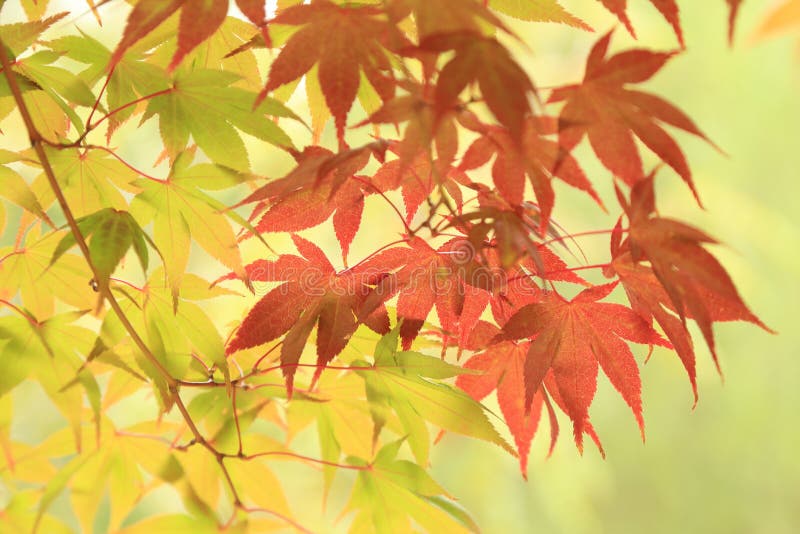 Autumn Leaves Background, Green and Red Maples on Tree Stock Photo ...
